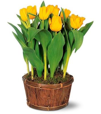 Potted Tulip Bulb Planter