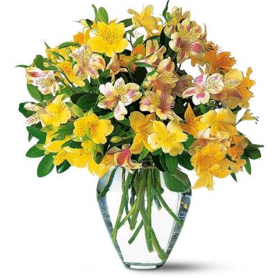 Sparkling Alstroemeria - Pink, white and yellow alstroemeria